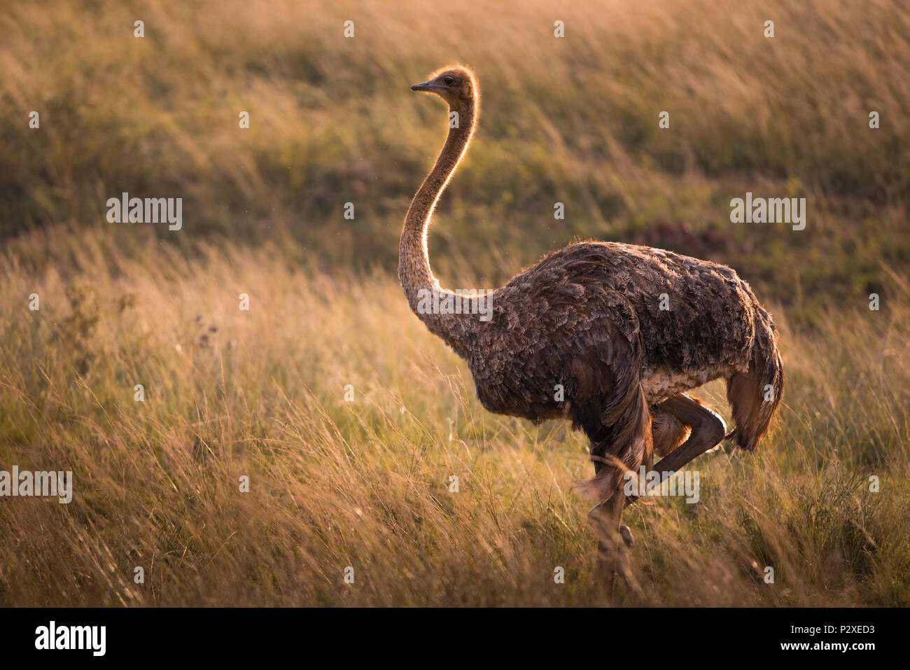 Lion and ostrich hi-res stock photography and images - Alamy