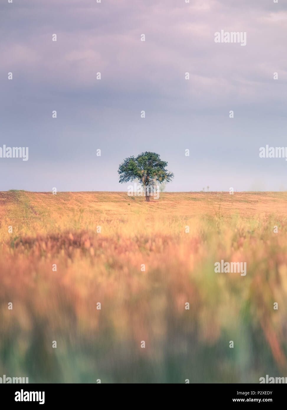 Blury tree hi-res stock photography and images - Alamy