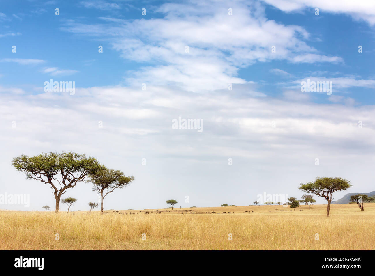Acacia trees in maasai mara hi-res stock photography and images - Alamy