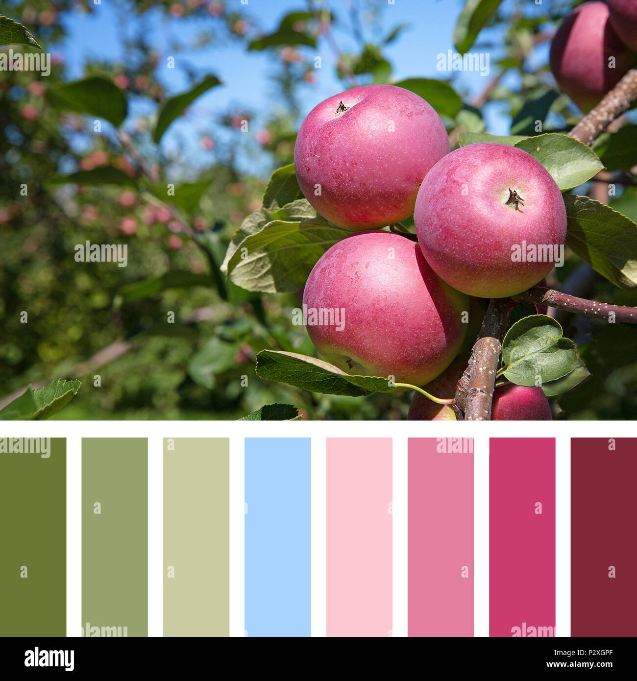 Pink and red colour chart hi-res stock photography and images - Alamy
