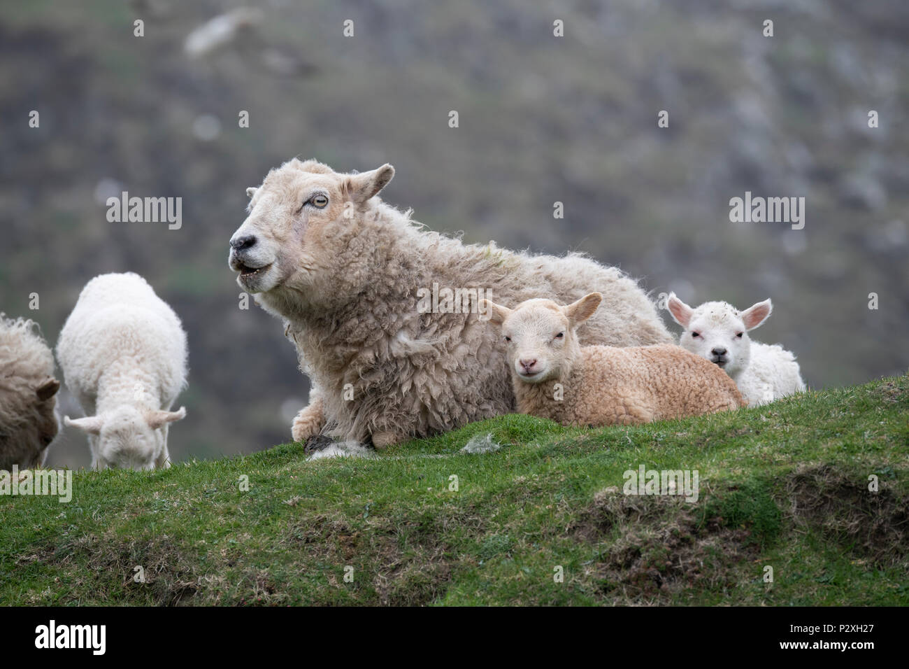 Shetland sheep lamb animal british hi-res stock photography and images ...