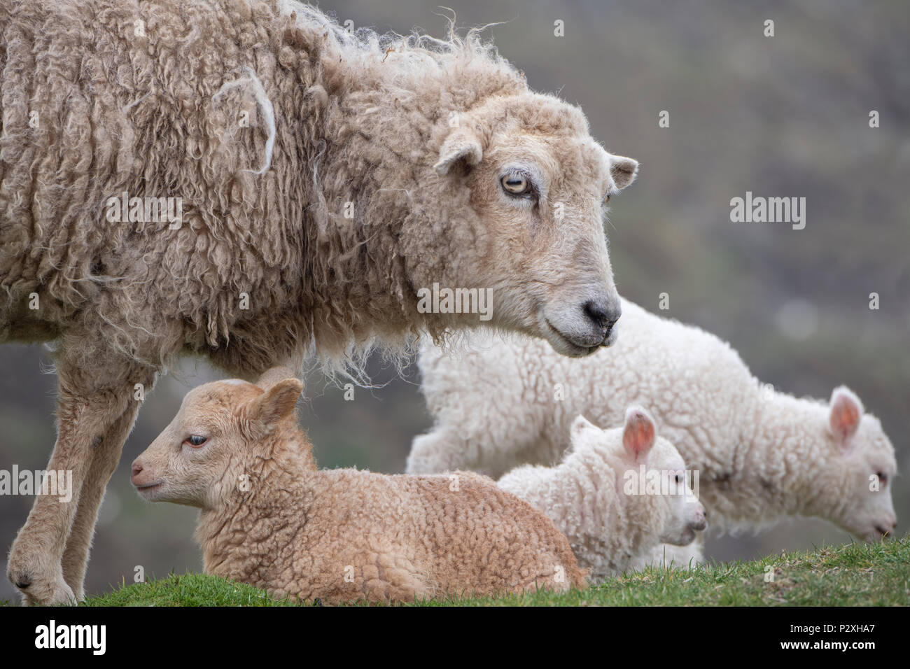 Great Britain, Shetland, Fair Isle. Shetland sheep, ewe with lamb Stock ...