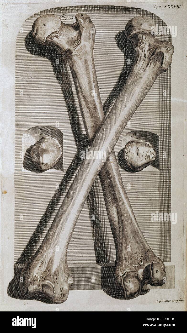 Miembro inferior huesos hi-res stock photography and images - Alamy