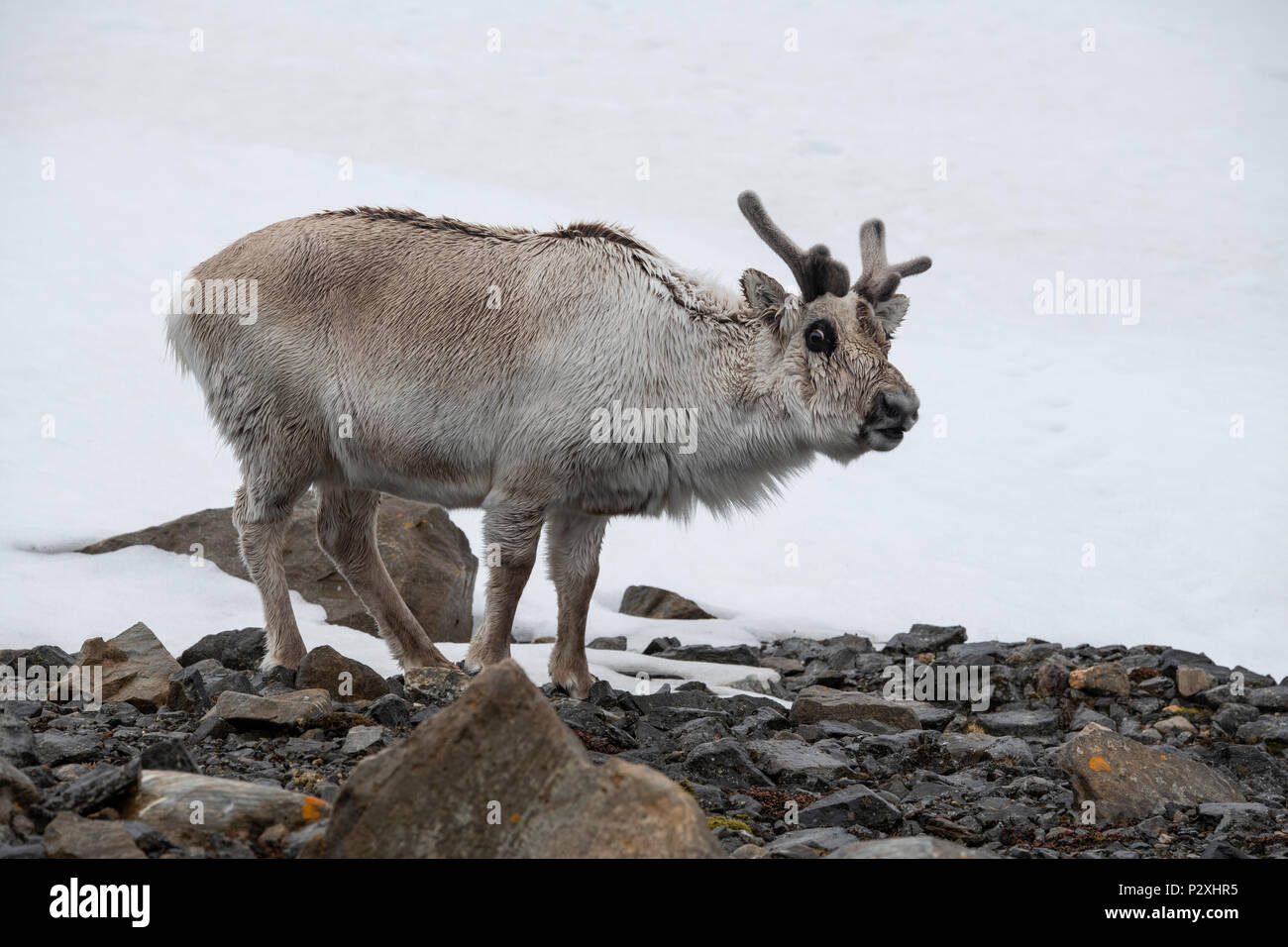 Norway, Svalbard, Aptisbergen, Honsund,Isbjornhamna. Svalbard reindeer ...