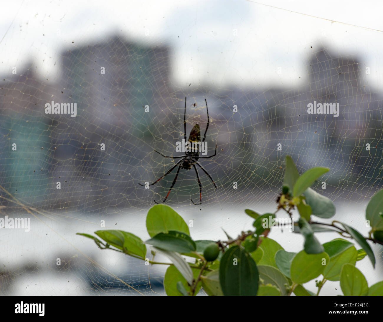 Garden Spider Web Stock Photo - Alamy