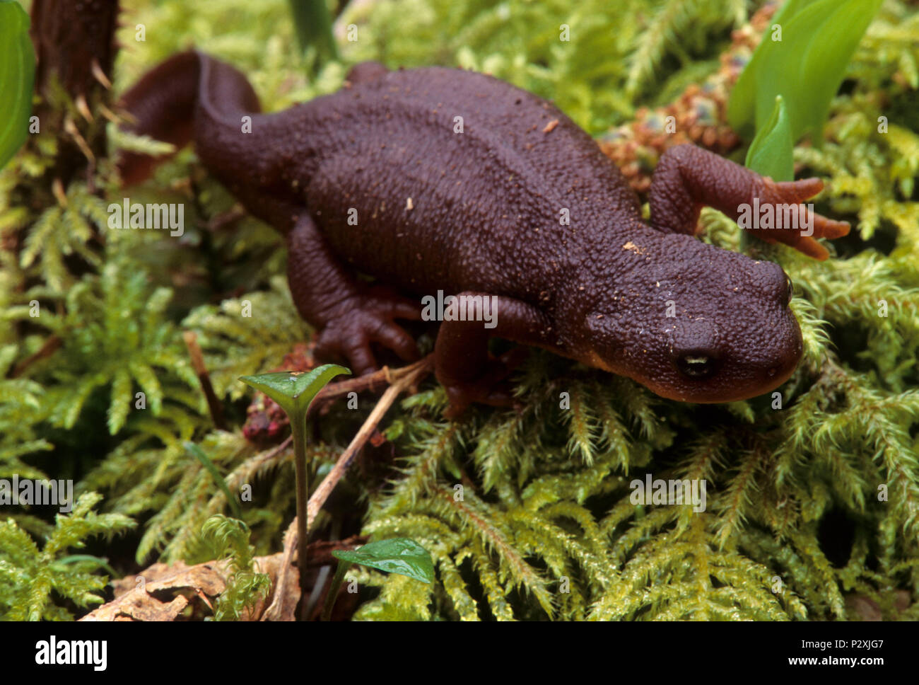 Rough Skinned Newt High Resolution Stock Photography and Images - Alamy