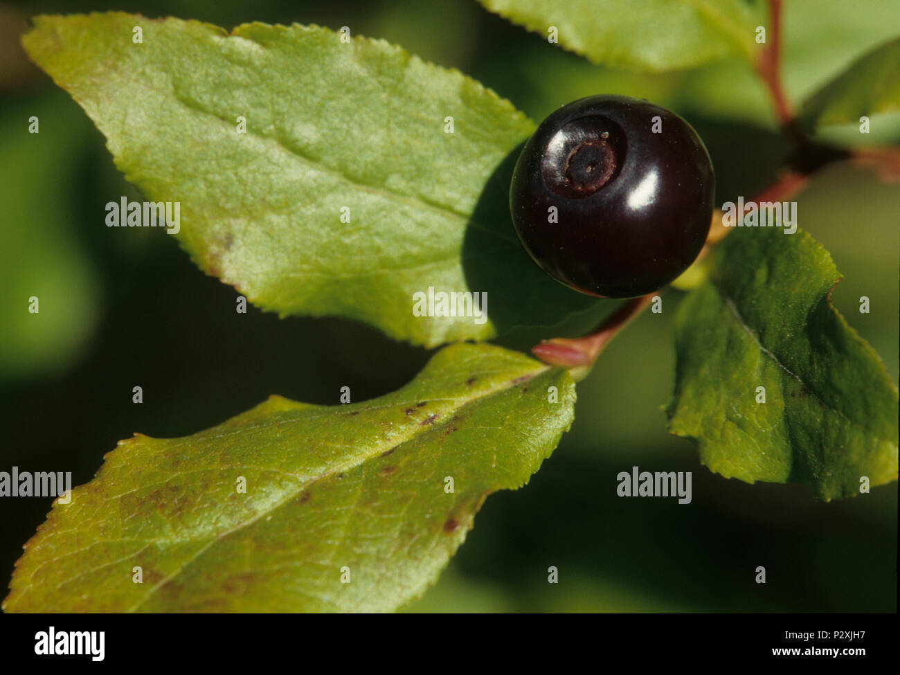 Huckleberry near Triangulation Peak, Mt. Jefferson Wilderness ...