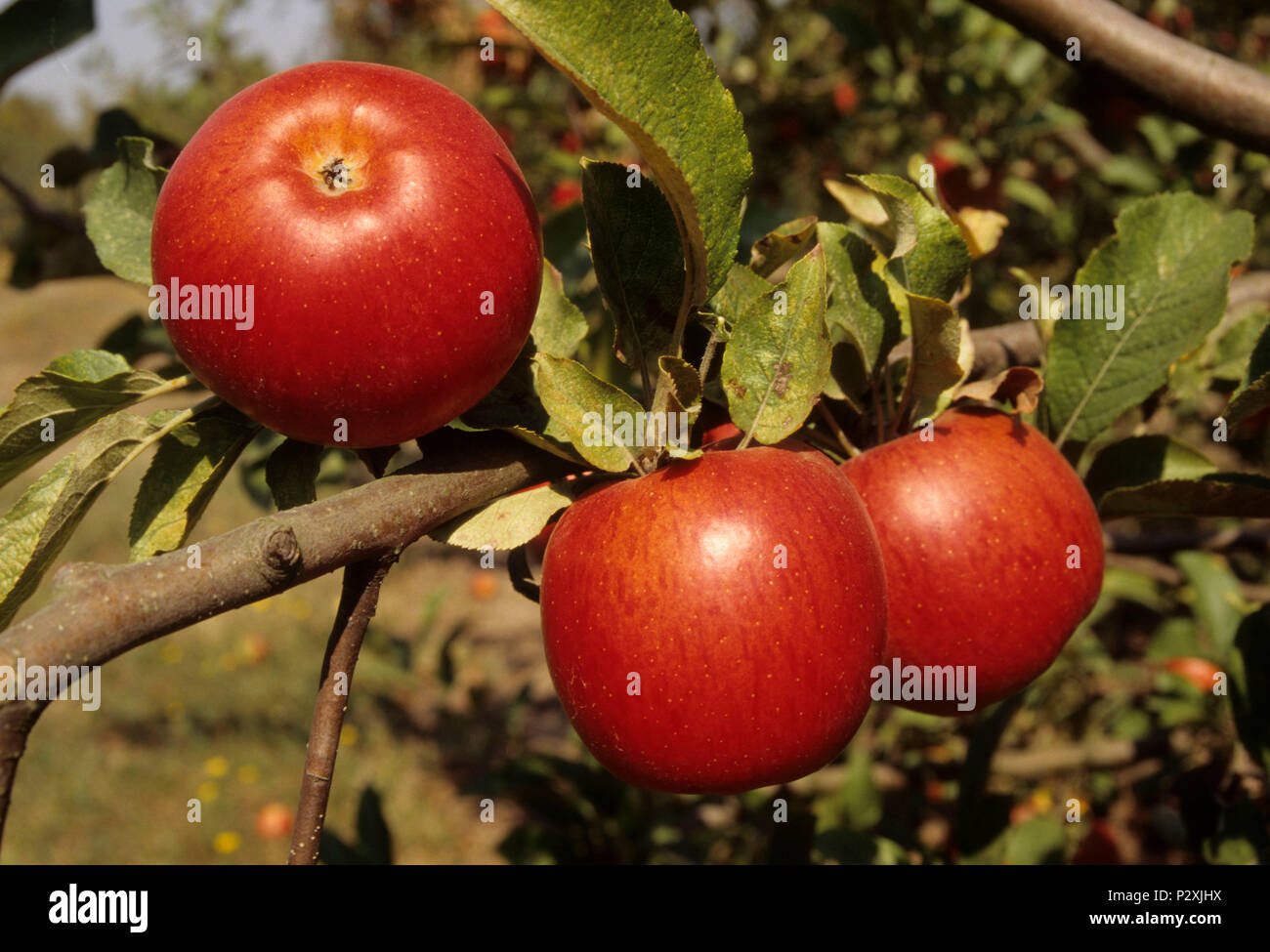 Melrose apple hi-res stock photography and images - Alamy