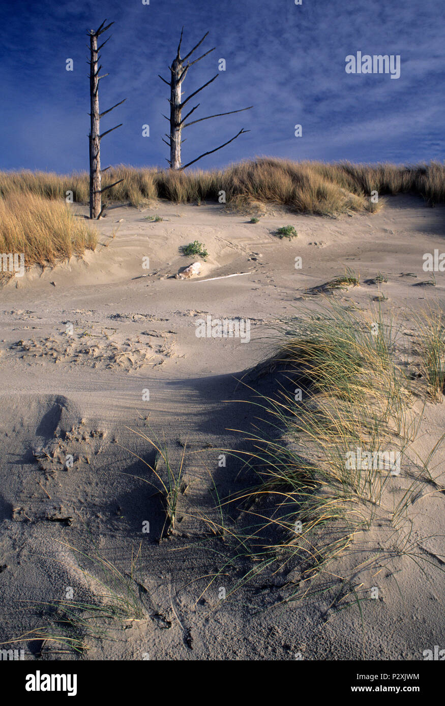 Snags hi-res stock photography and images - Alamy