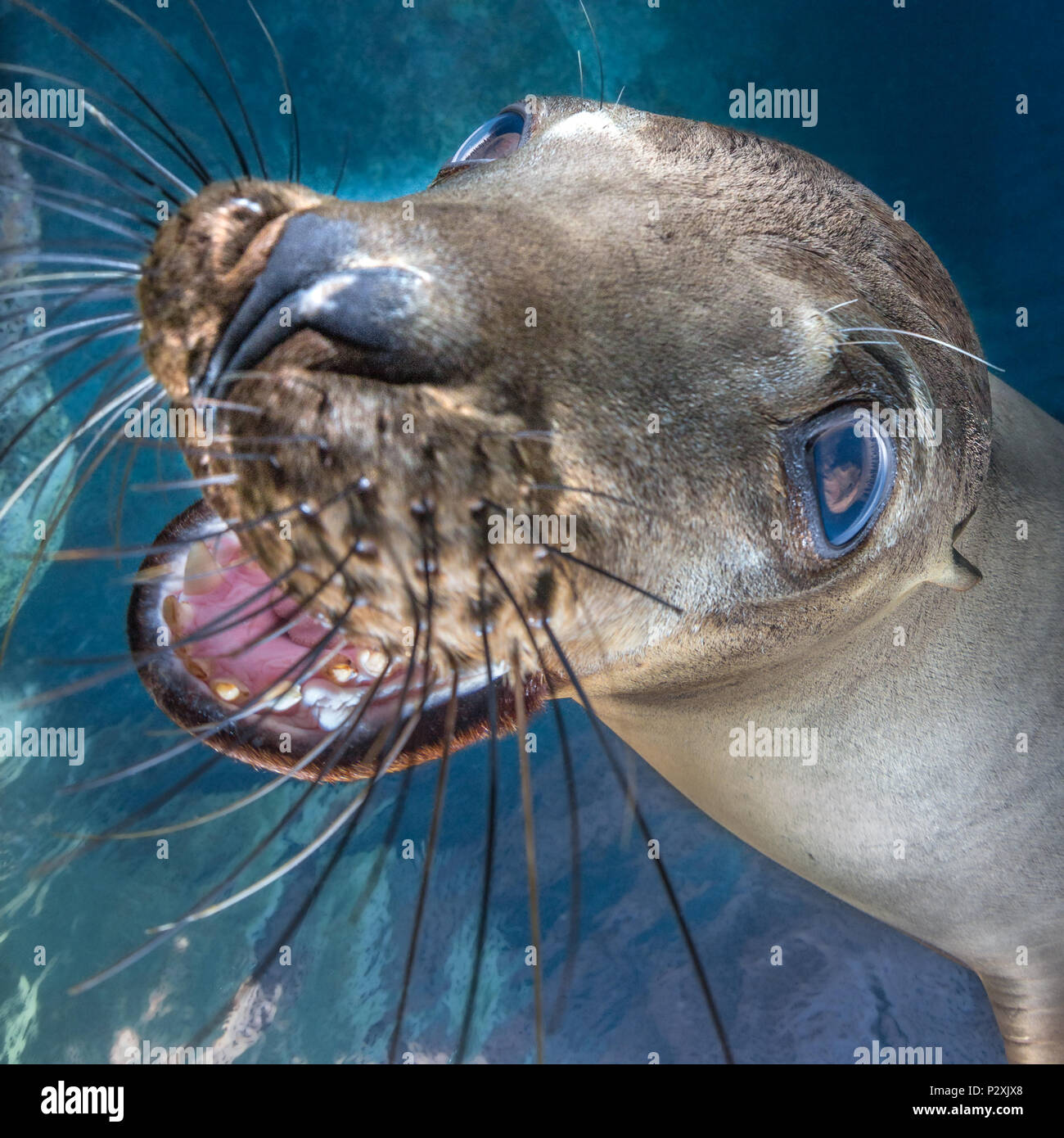 Smiling Sea Lion
