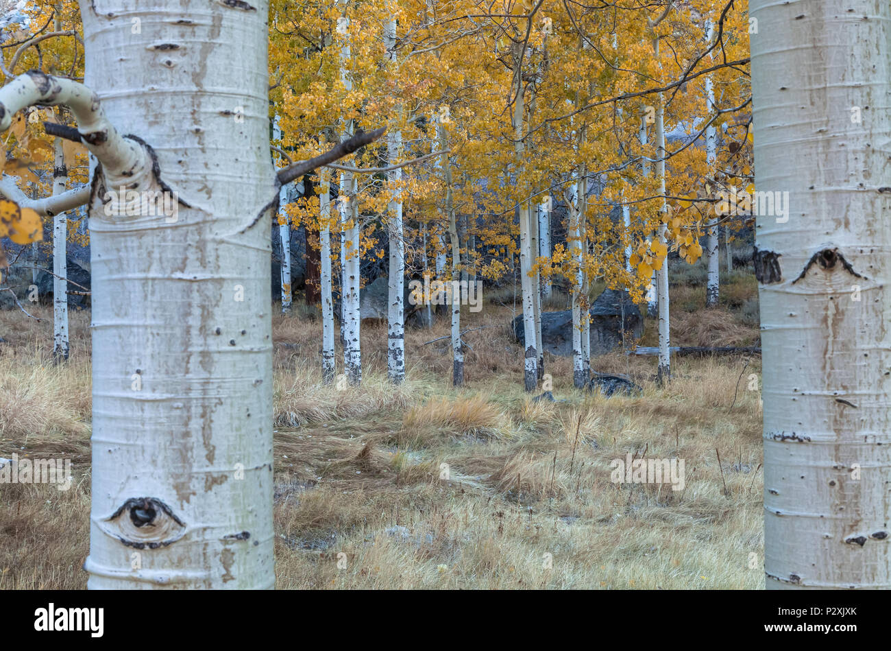 Fall foliage aspens populus hi-res stock photography and images - Alamy