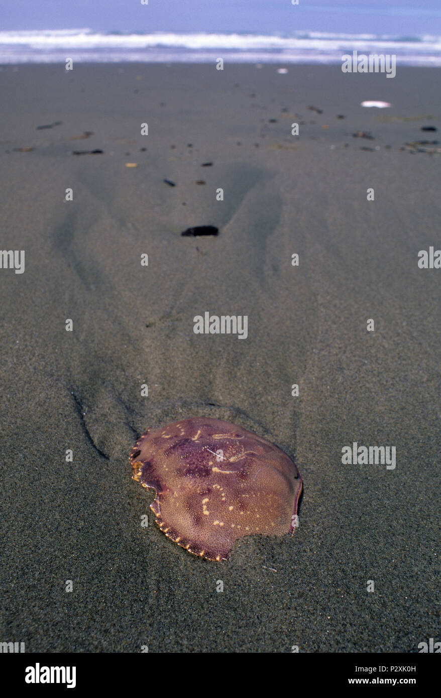 Dungeness crab shell, Bullards Beach State Park, Oregon Stock Photo - Alamy