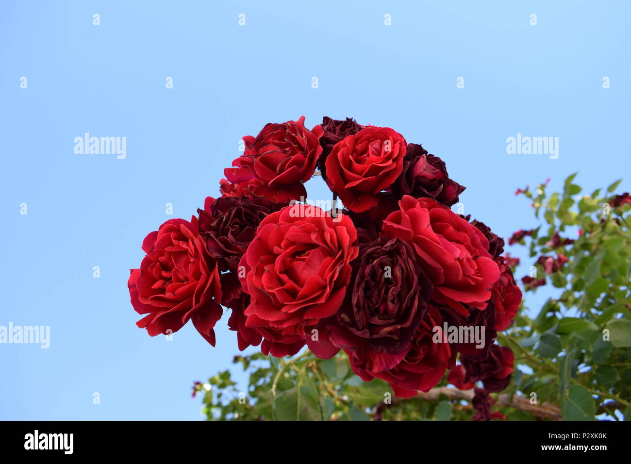 Red roses with clear blue background Stock Photo - Alamy