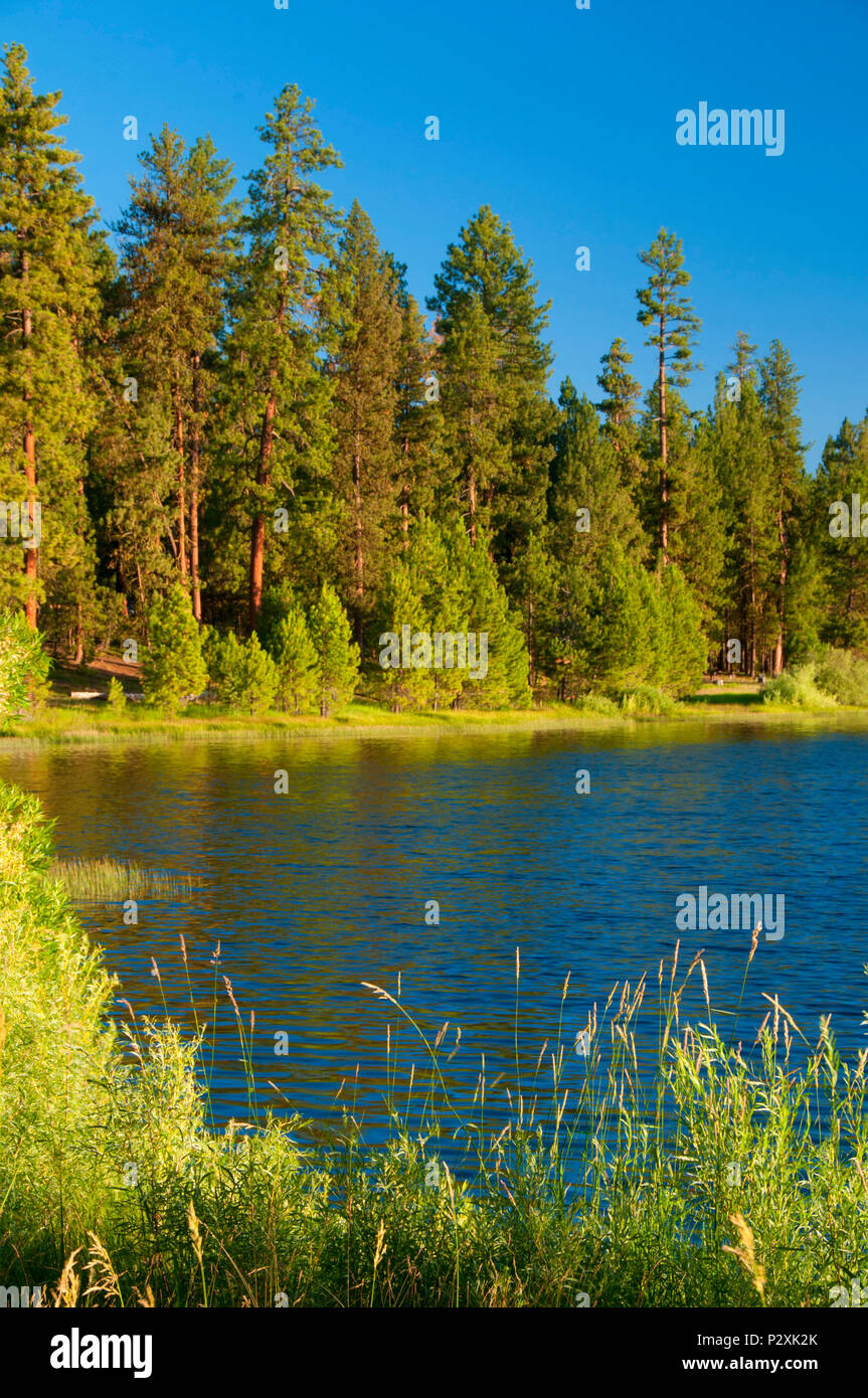 Delintment Lake, Ochoco National Forest, Oregon Stock Photo - Alamy
