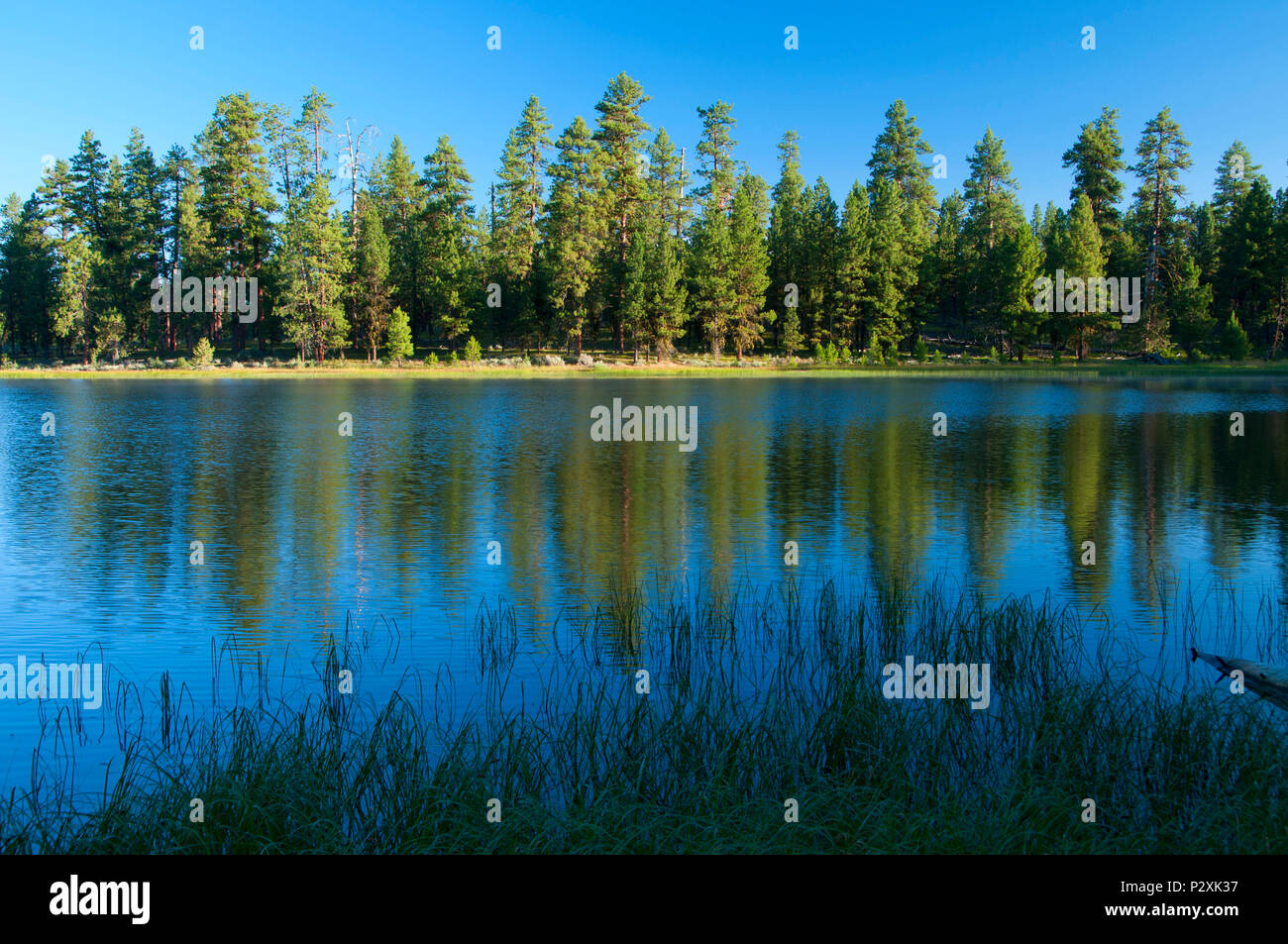 Delintment Lake, Ochoco National Forest, Oregon Stock Photo - Alamy