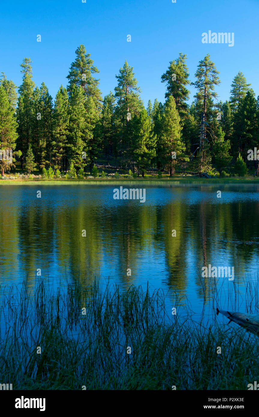 Delintment hi-res stock photography and images - Alamy