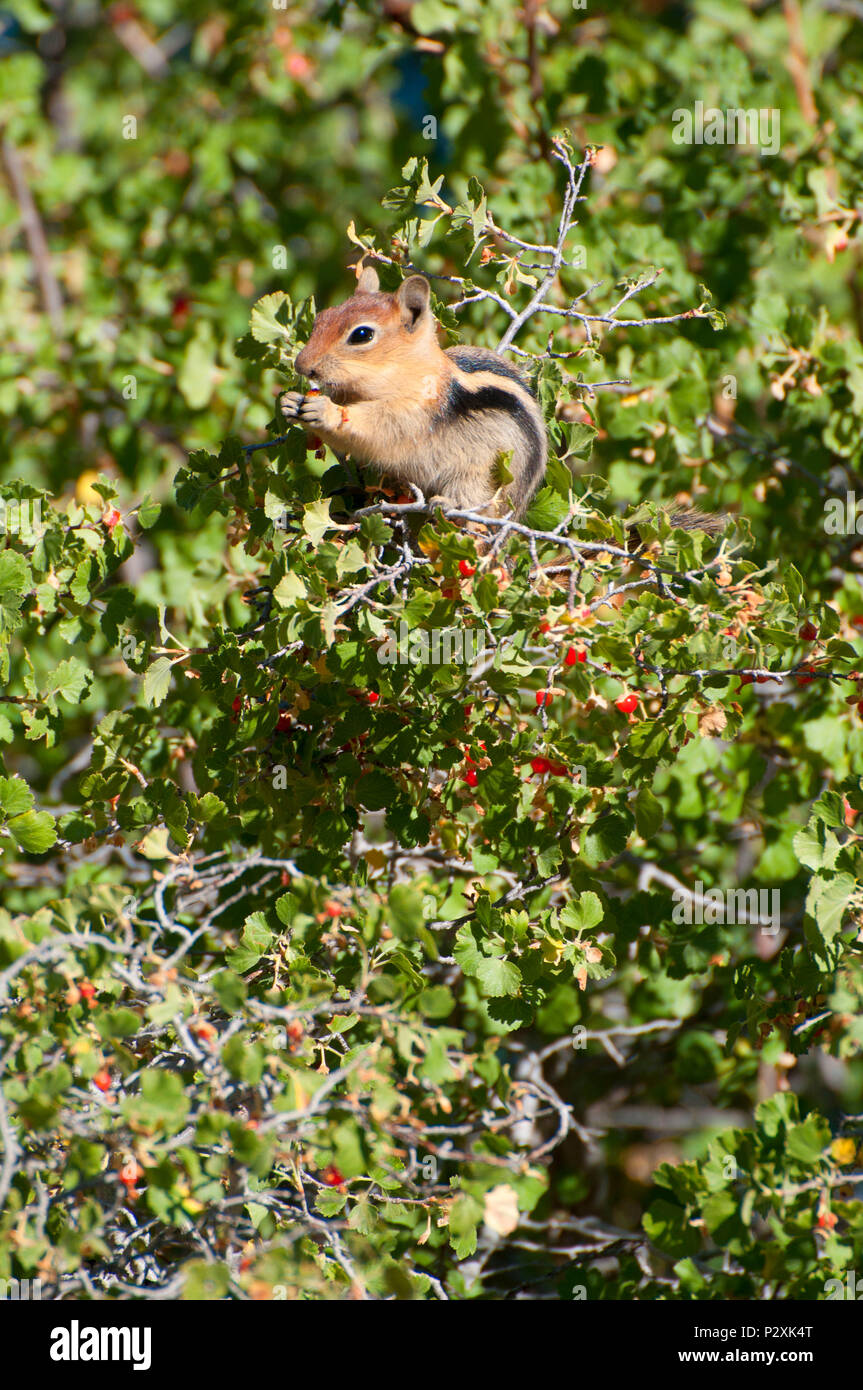 Golden-mantled ground squirrel (Spermophilus lateralis) at Delintment ...