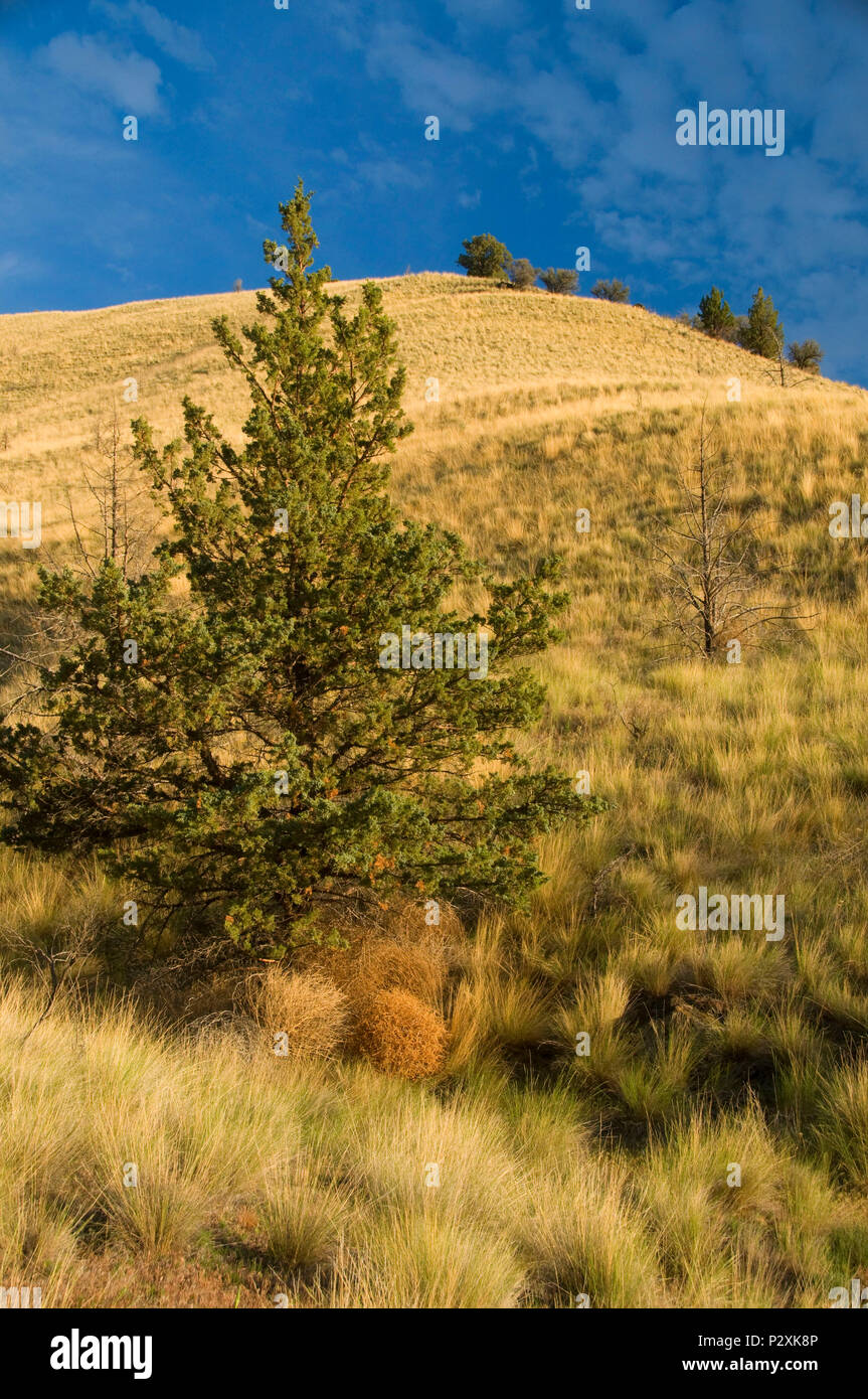 Grassland slope with Western juniper (Juniperus occidentalis), Spring ...