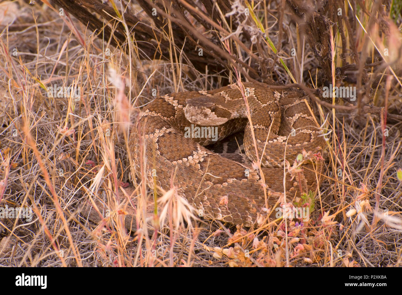 Western rattlesnake hi-res stock photography and images - Alamy