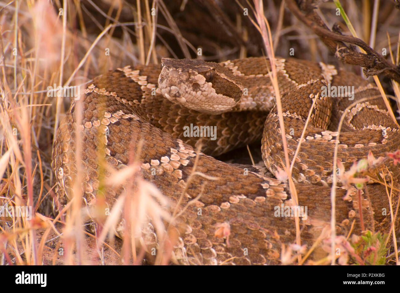 Western Rattlesnake (Crotalus oreganus or Crotalus viridis), Spring ...