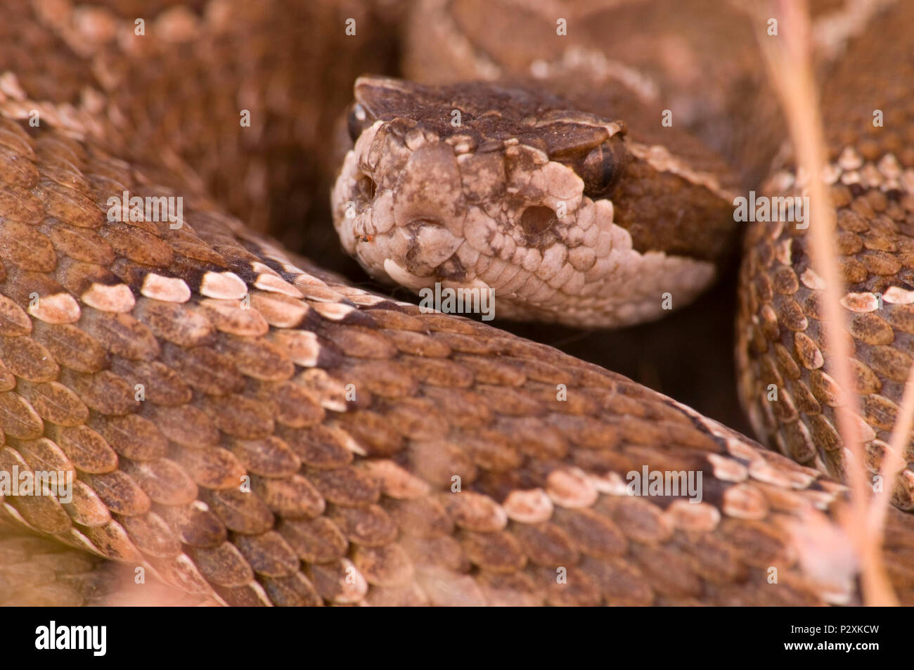 Western Rattlesnake (Crotalus oreganus or Crotalus viridis), Spring ...