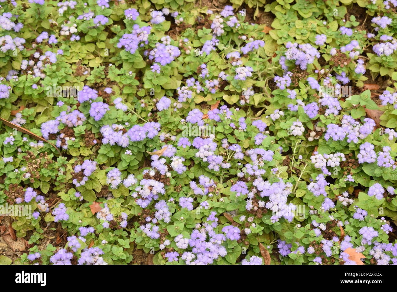 Small flowers field with green leafs background Stock Photo - Alamy