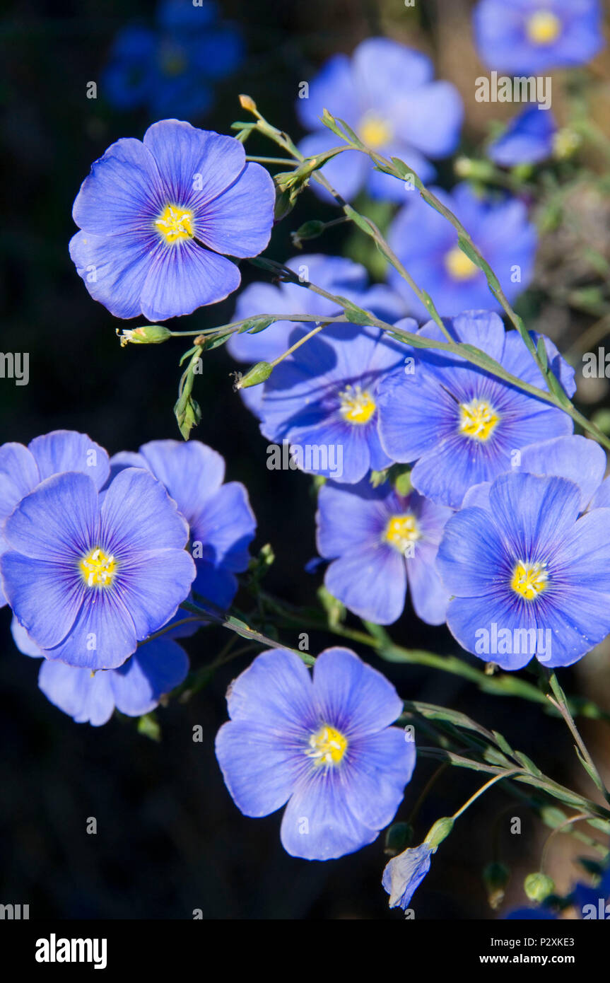 Blue flowers, Pine Creek Conservation Area, Journey through Time ...