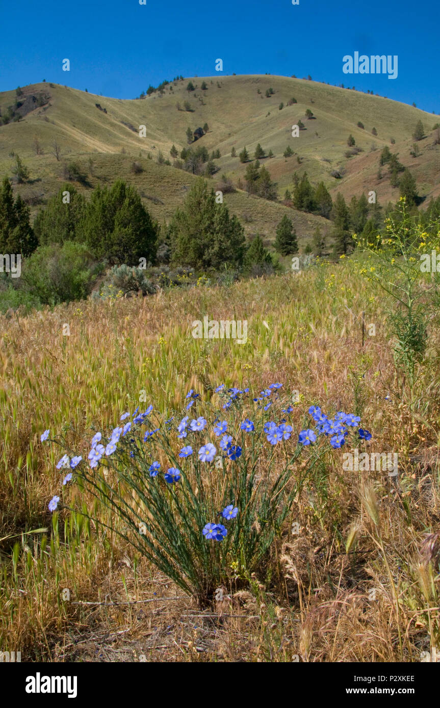Blue flowers in grassland, Pine Creek Conservation Area, Journey ...