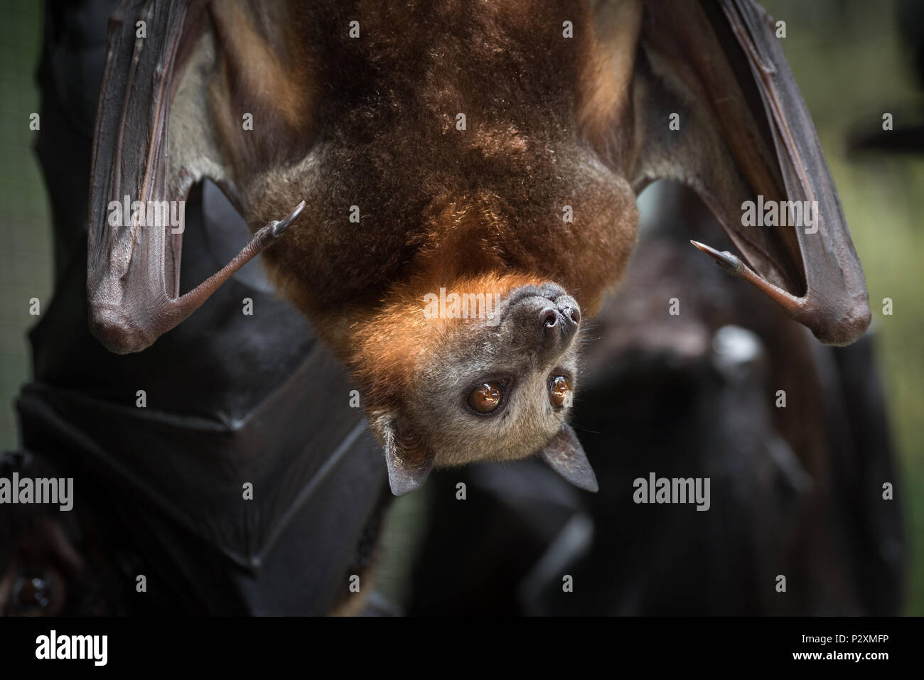 Flying fox australia portrait hi-res stock photography and images - Alamy