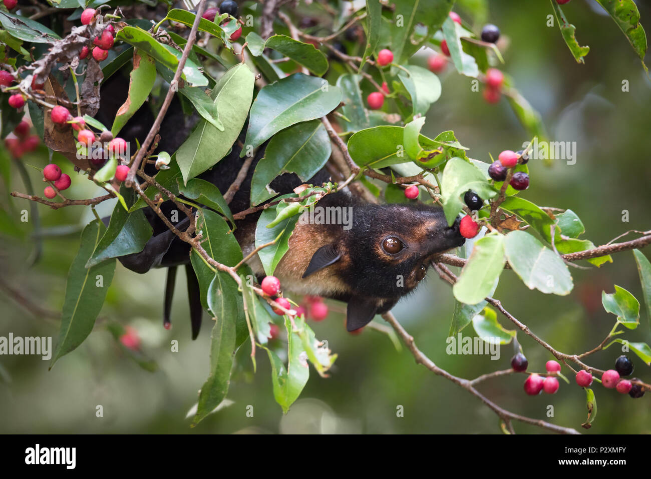 Wildlife pollinator hi-res stock photography and images - Alamy
