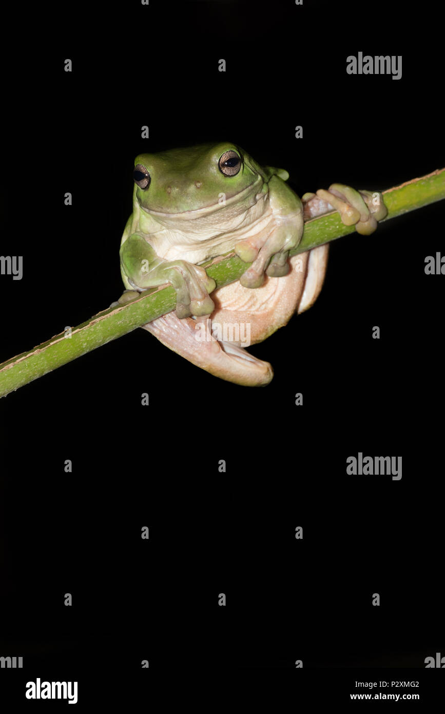 Australian green tree frog hi-res stock photography and images - Alamy