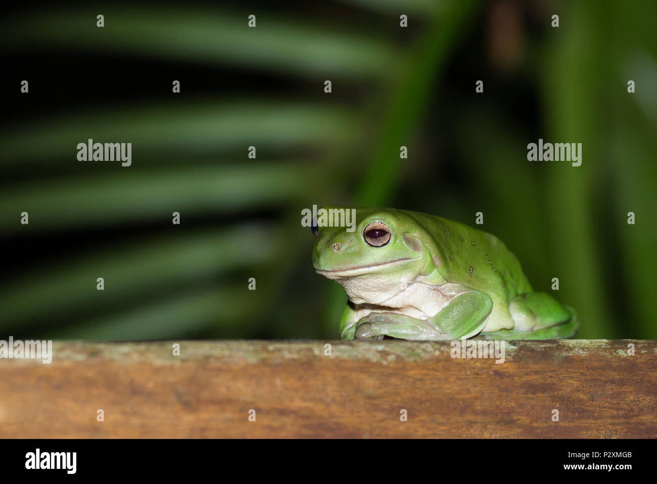 Australian native tree frog hi-res stock photography and images - Alamy