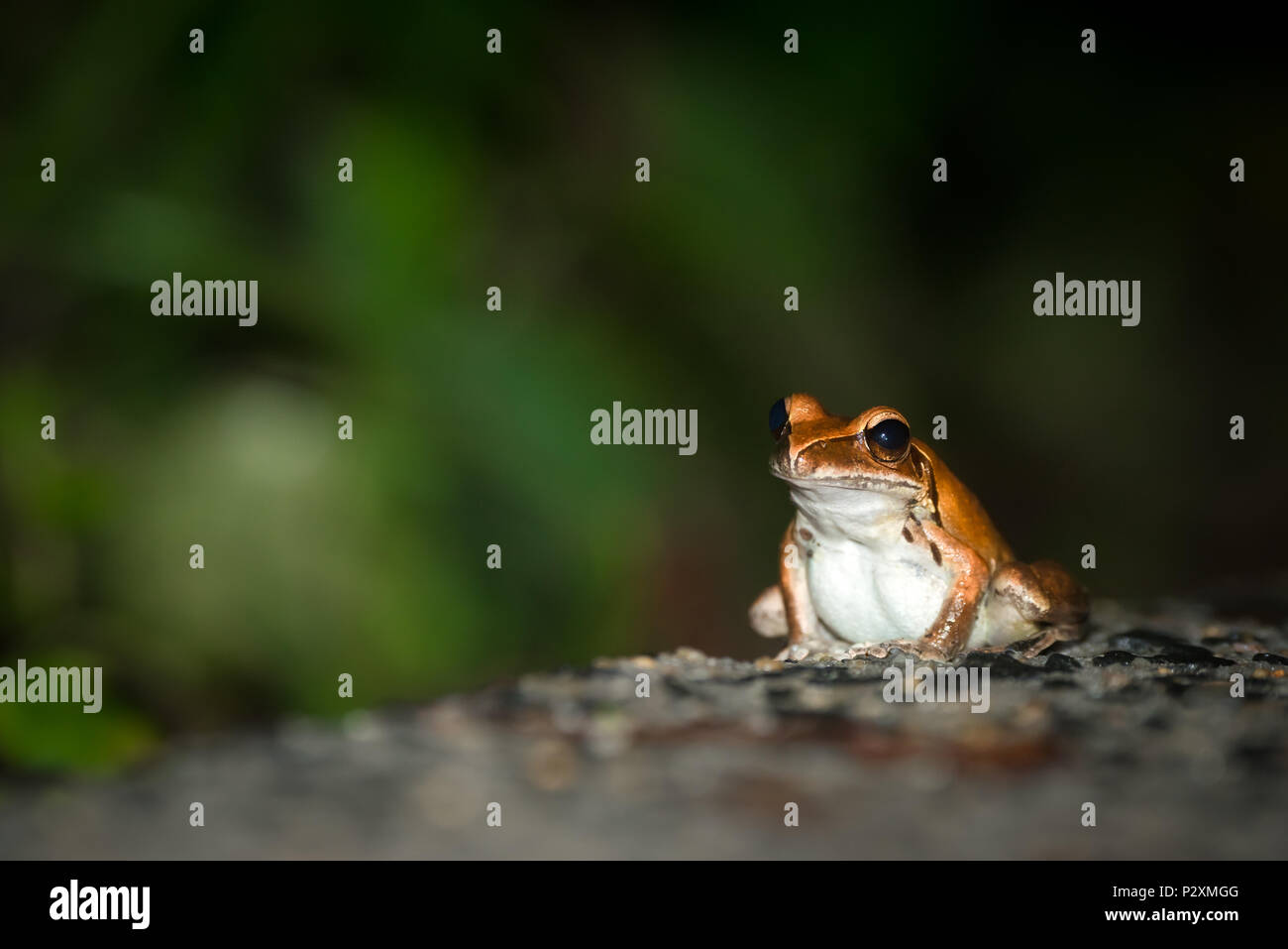 Striped rocket frog australia hi-res stock photography and images - Alamy
