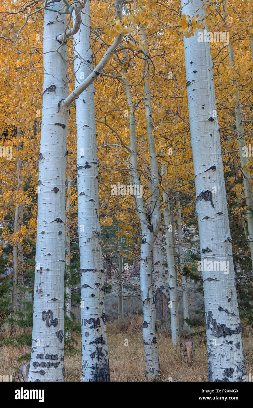 Mountain aspens (Populus tremuloides) in their fall foliage, Inyo ...