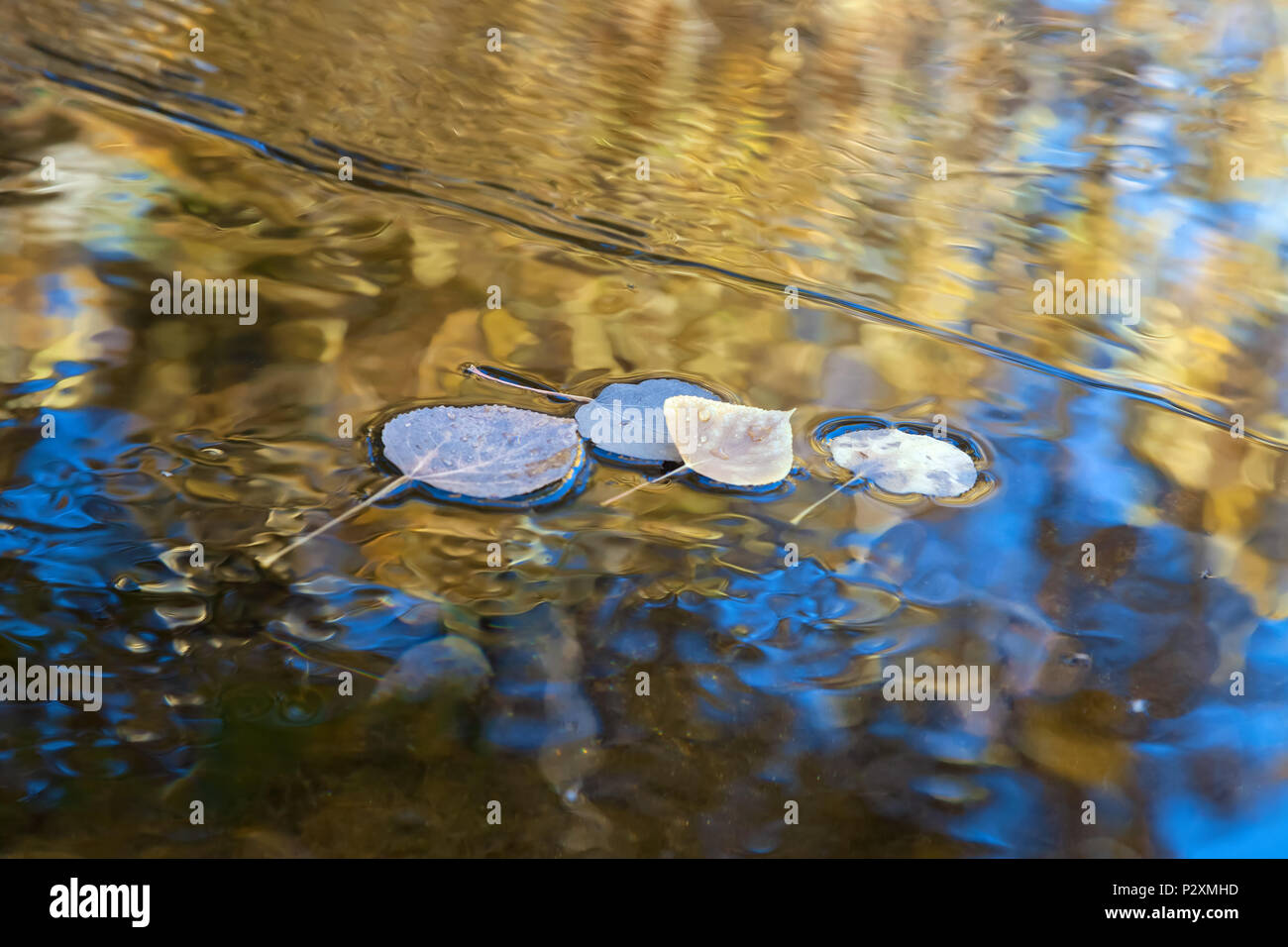 Mountain aspen leaves (Populus tremuloides) float on the water surface ...