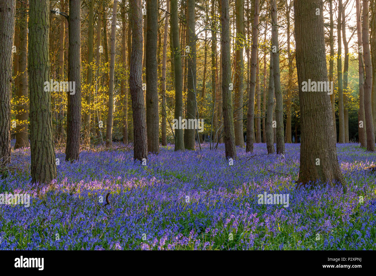 Sunrise in bluebell woods hi-res stock photography and images - Alamy