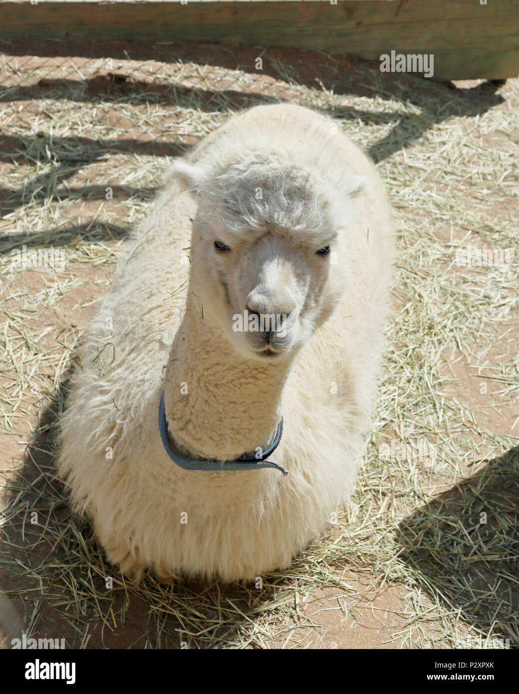 Alpaca with a blue collar comfortably sitting on the dirt floor of it's ...