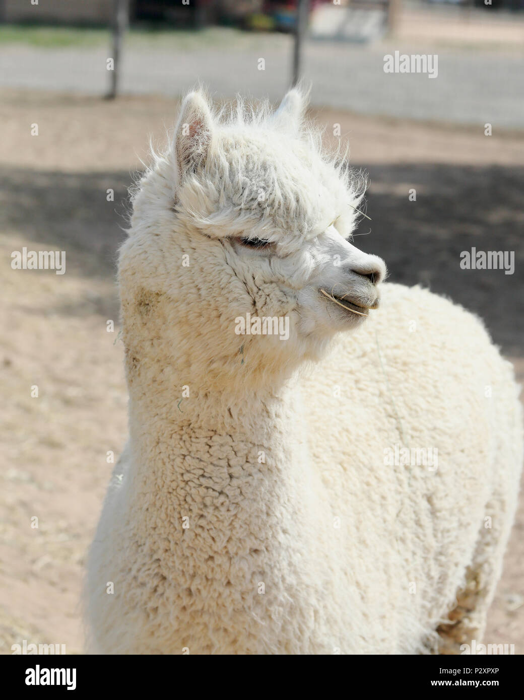 White alpaca standing hi-res stock photography and images - Alamy