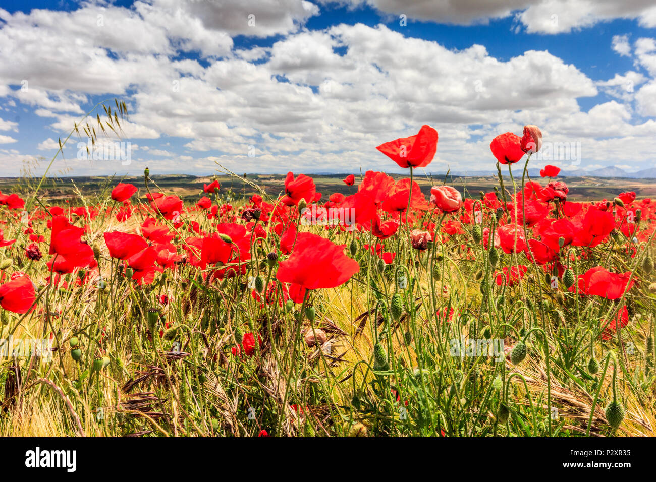 Poppy field and clouds, Granada Province, Spain Stock Photo - Alamy