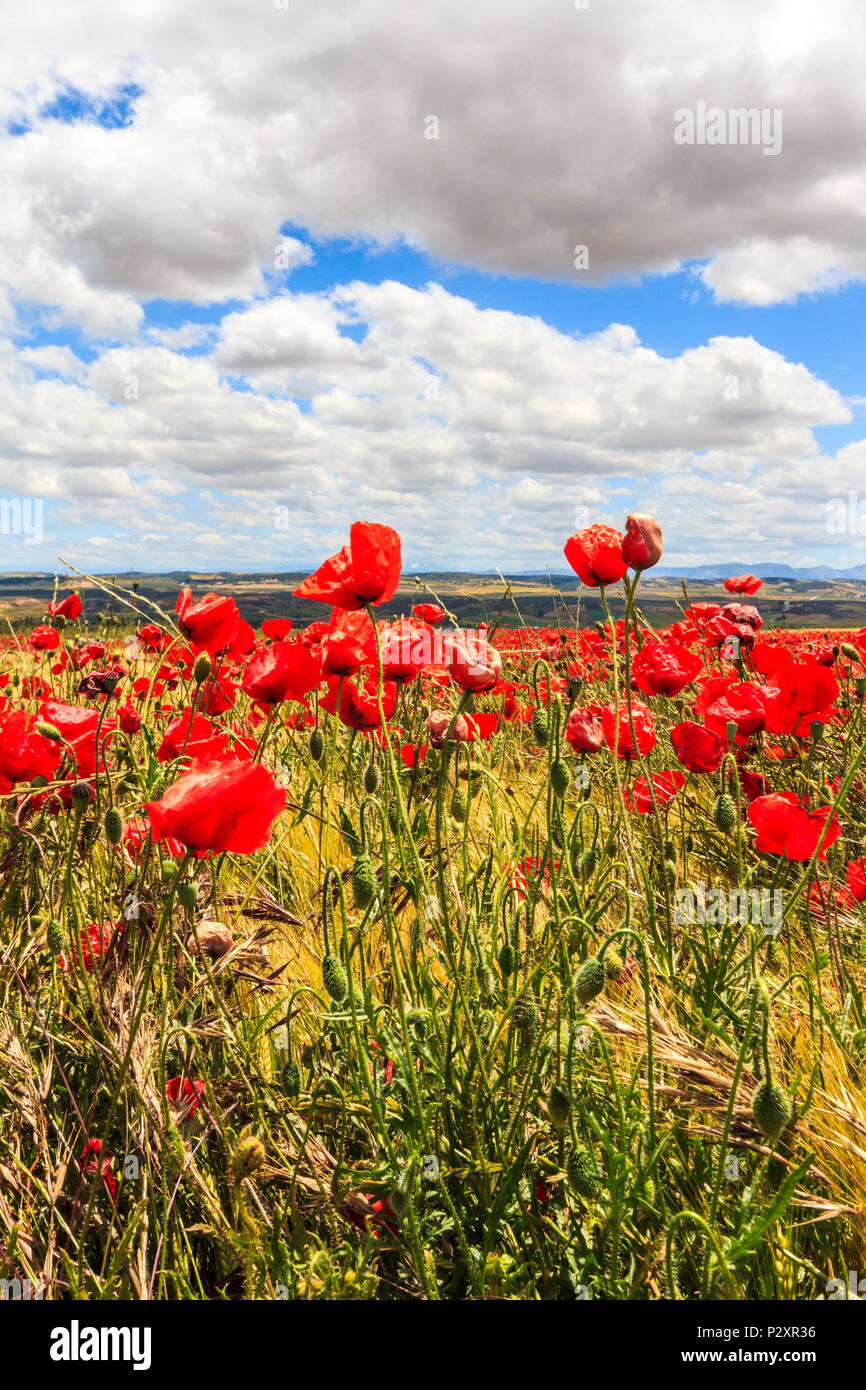 Granada province spain hi-res stock photography and images - Alamy