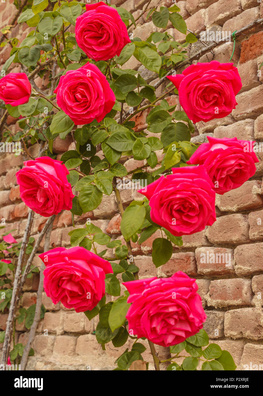 an explosion of blooming coloured roses Stock Photo - Alamy