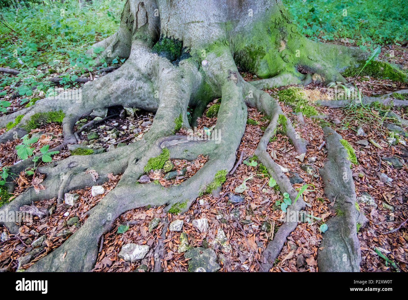 Beech tree roots above the ground at Counters Gate Country Park ...