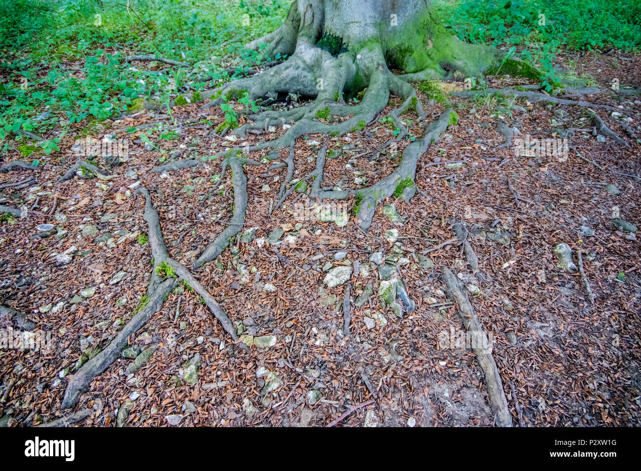 Beech tree roots above the ground at Counters Gate Country Park ...