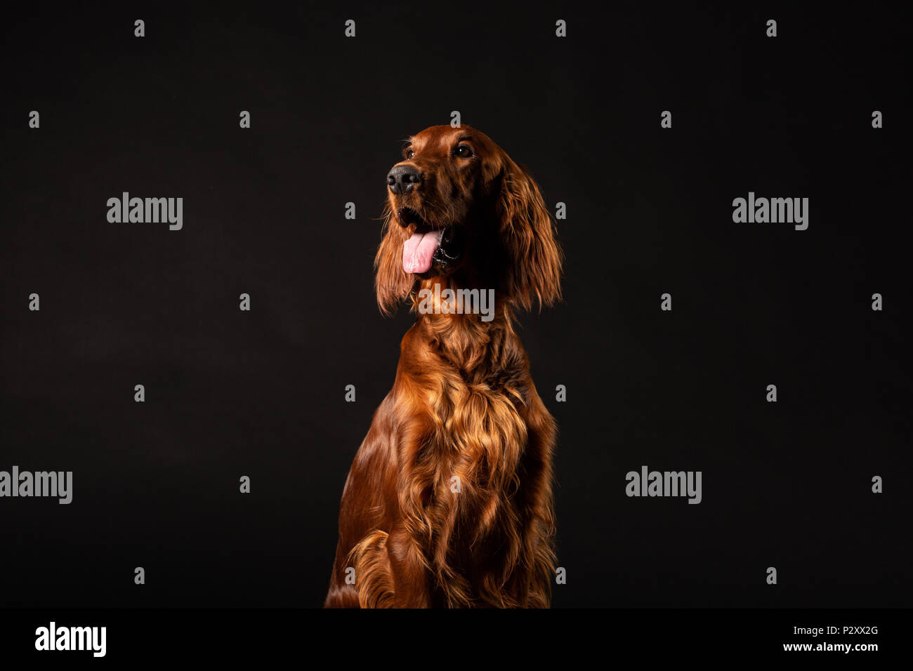Portrait of Irish Setter dog isolated on black background Stock Photo ...