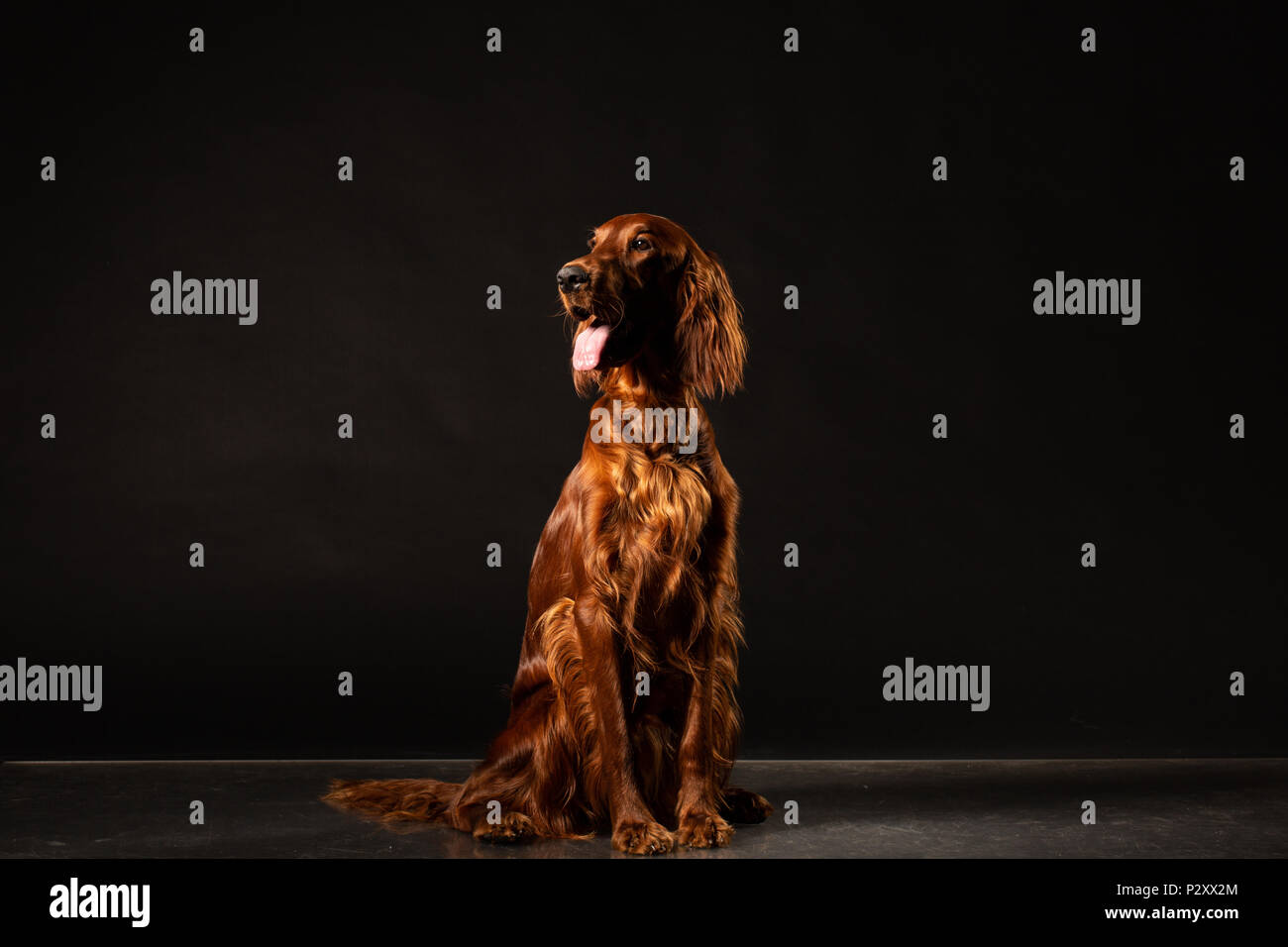 Portrait of Irish Setter dog isolated on black background Stock Photo ...