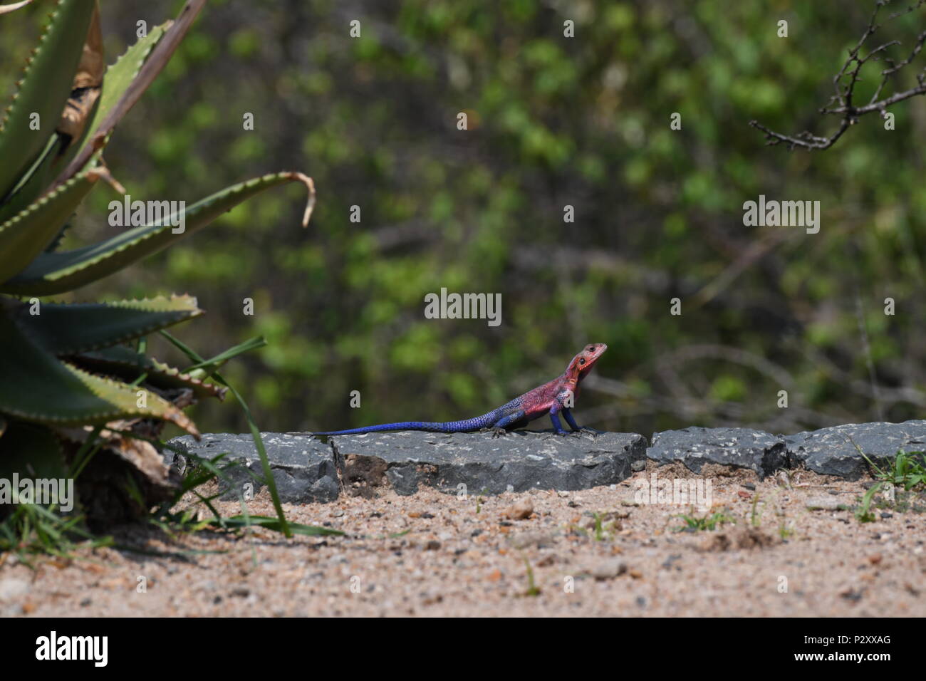 African coloured lizard hi-res stock photography and images - Alamy