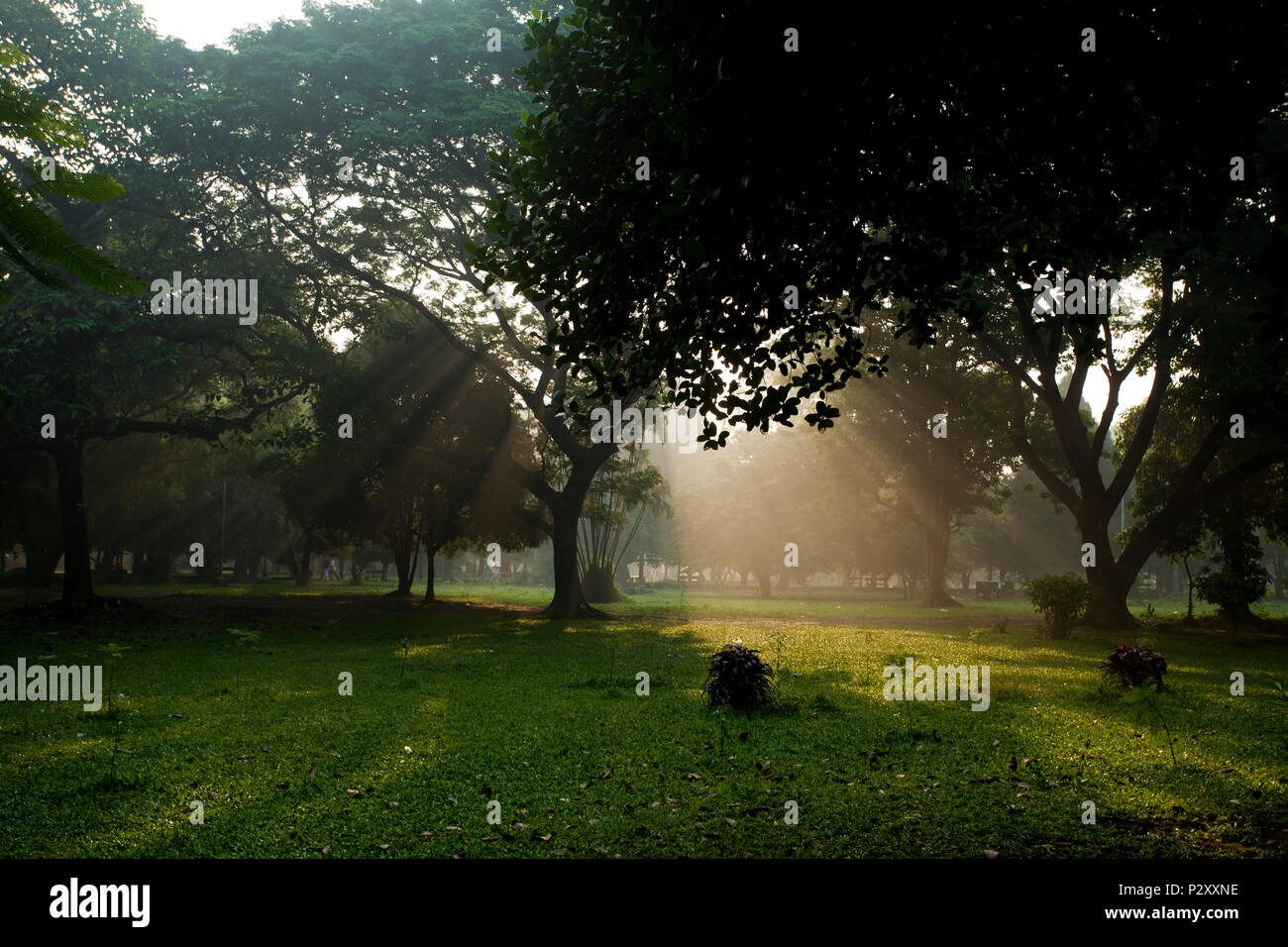 Sun-ray at Ramna Park in Dhaka in a winter morning. Dhaka, Bangladesh Stock Photo - Alamy