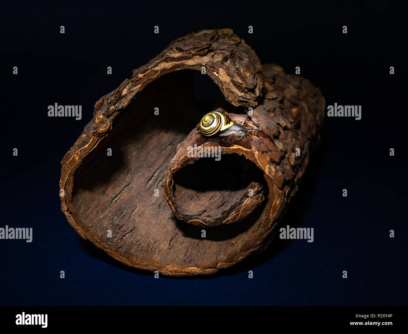 Happy snail hi-res stock photography and images - Alamy