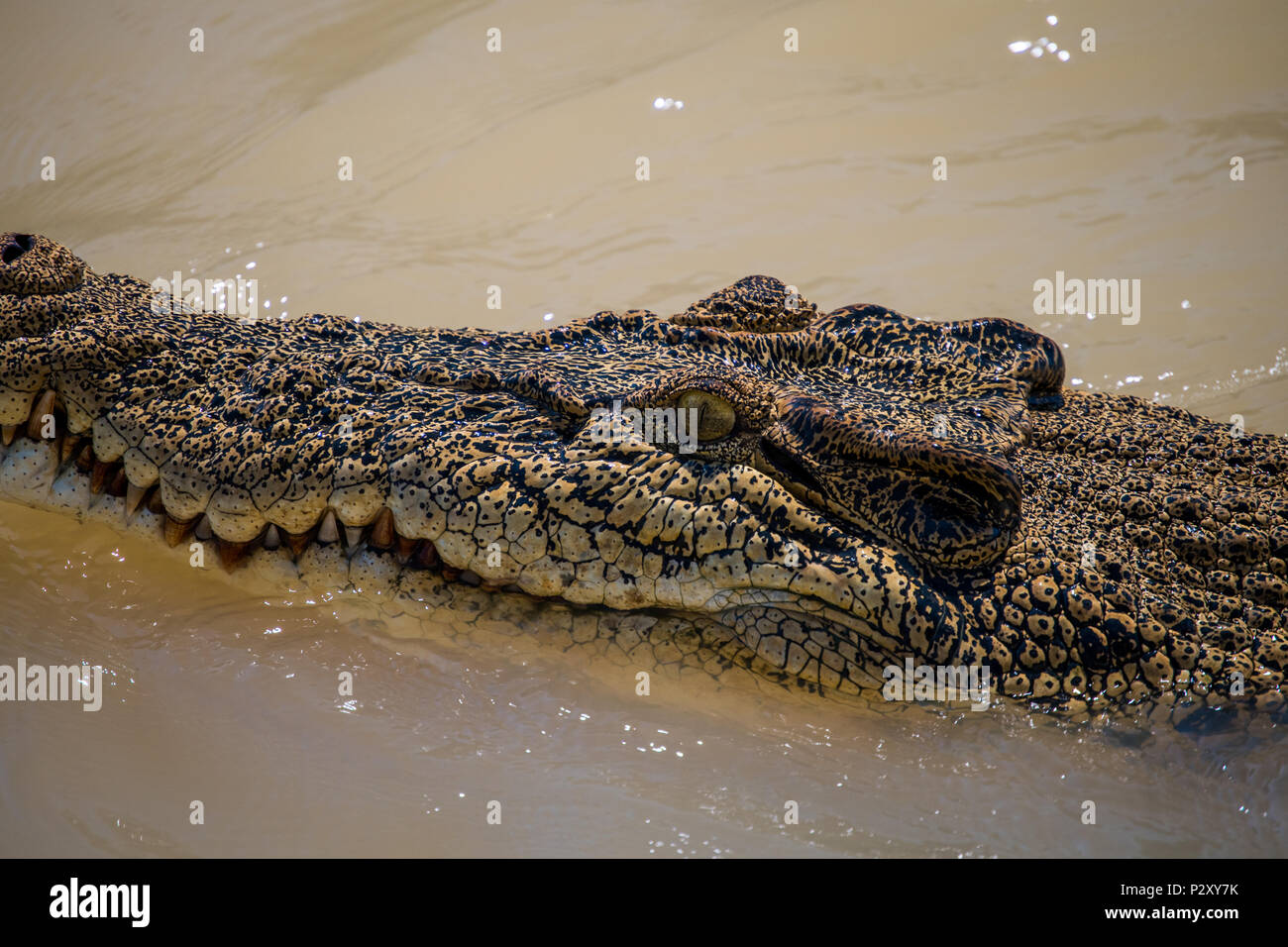 Salt water crocodile Stock Photo - Alamy