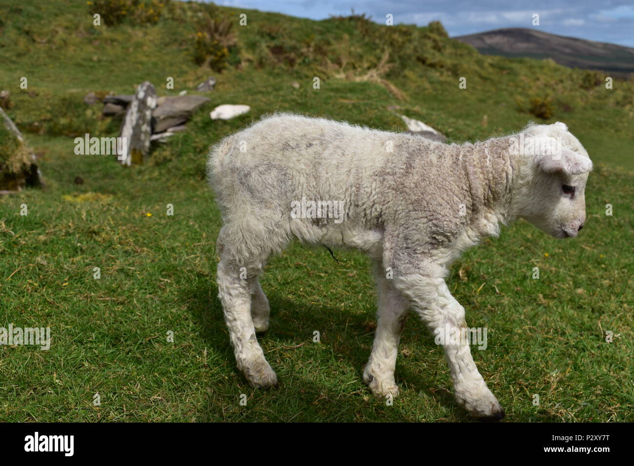 Lamb meadow ireland sheep hi-res stock photography and images - Alamy